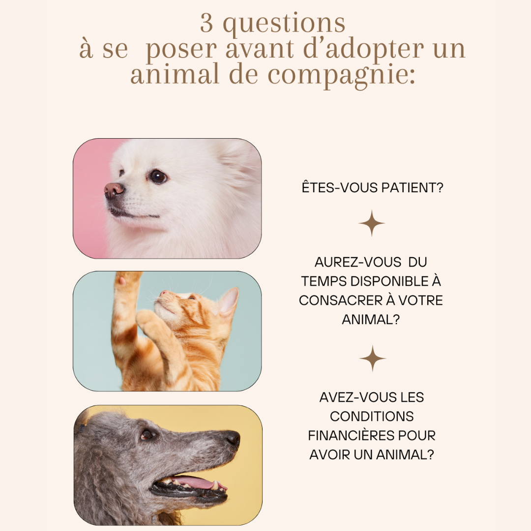 3 questions to ask yourself before adopting a pet – Pour tout poil